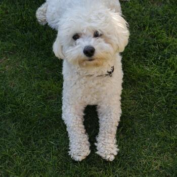 Breeds - Lebanon Small Animal Clinic