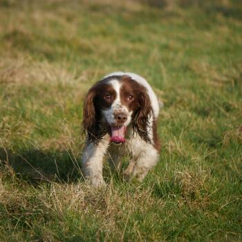 Breeds - Lebanon Small Animal Clinic