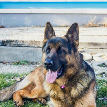 Breeds - Lebanon Small Animal Clinic