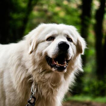 Breeds - Lebanon Small Animal Clinic