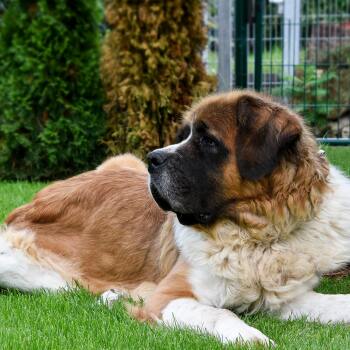 Breeds - Lebanon Small Animal Clinic