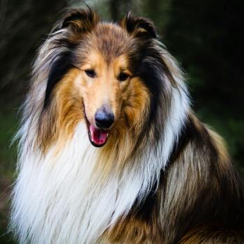 Breeds - Lebanon Small Animal Clinic